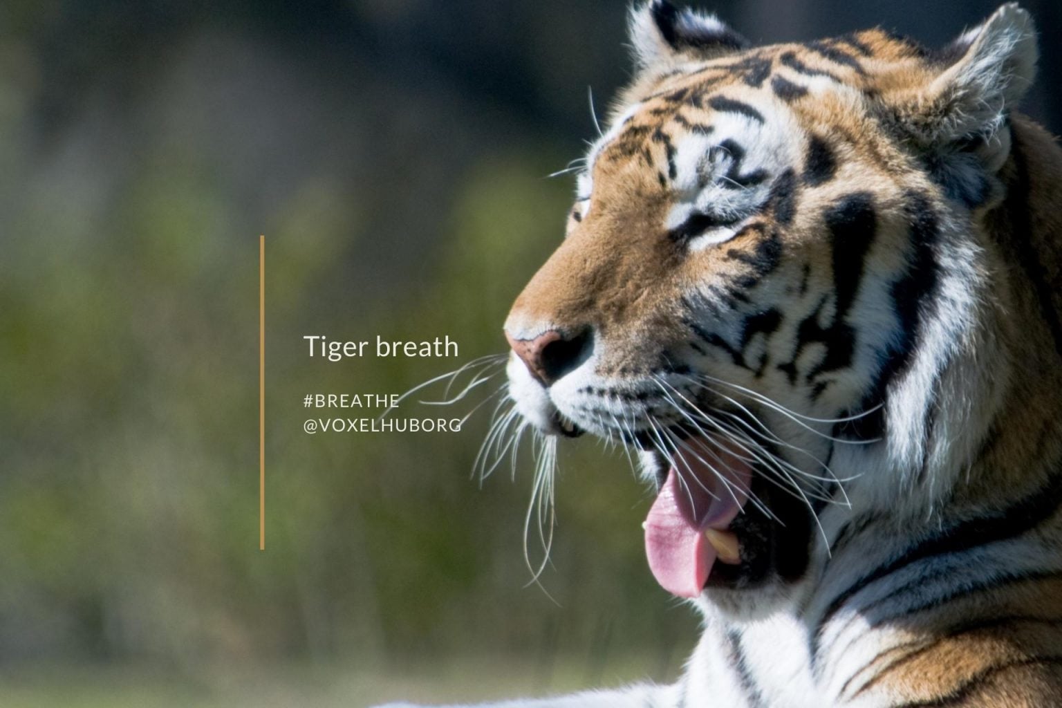 Tiger breath - Voxel Hub