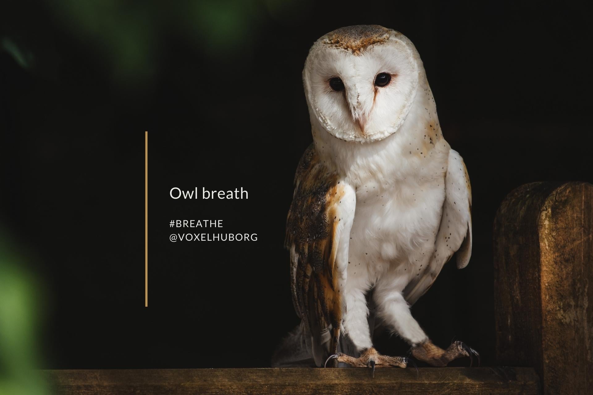 Owl breath - Voxel Hub