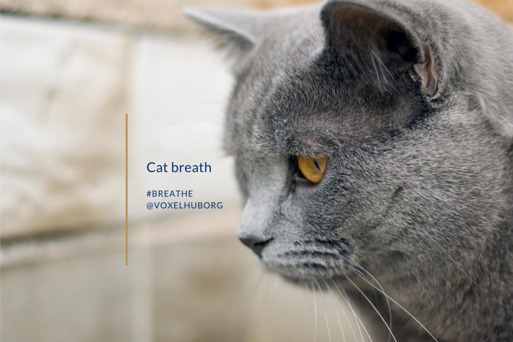 Cat breath - Voxel Hub