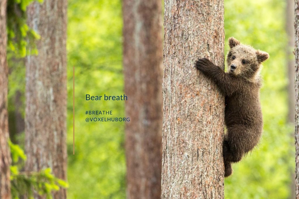 Bear breath - Voxel Hub