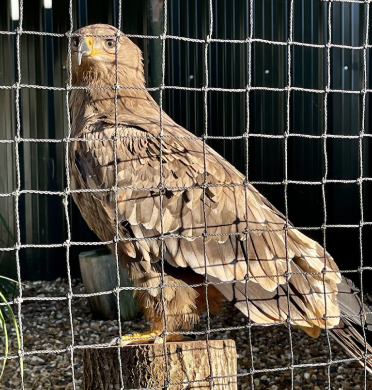 Snow arrived - Voxel Hub