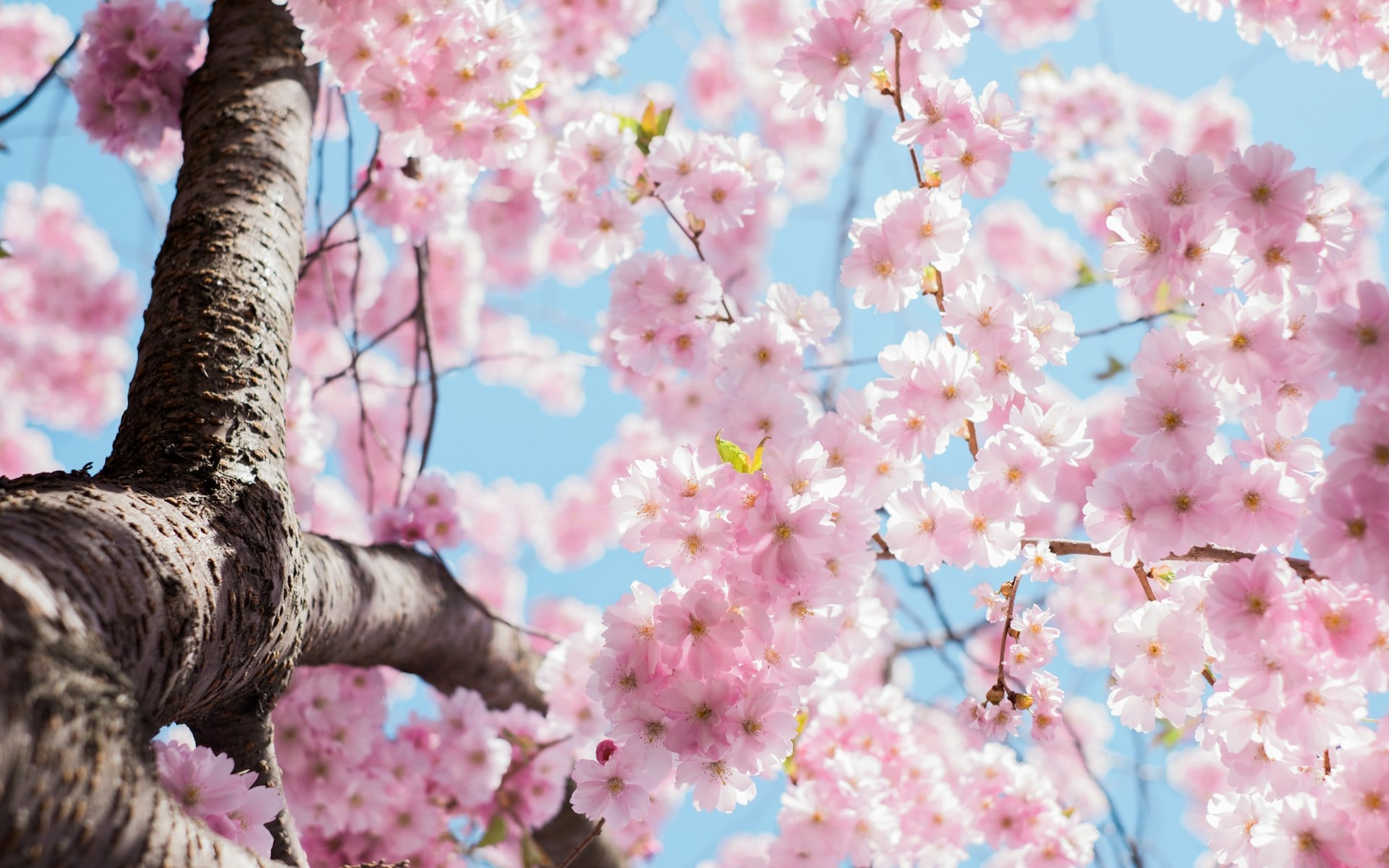 Spring Equinox fairy tale - Voxel Hub